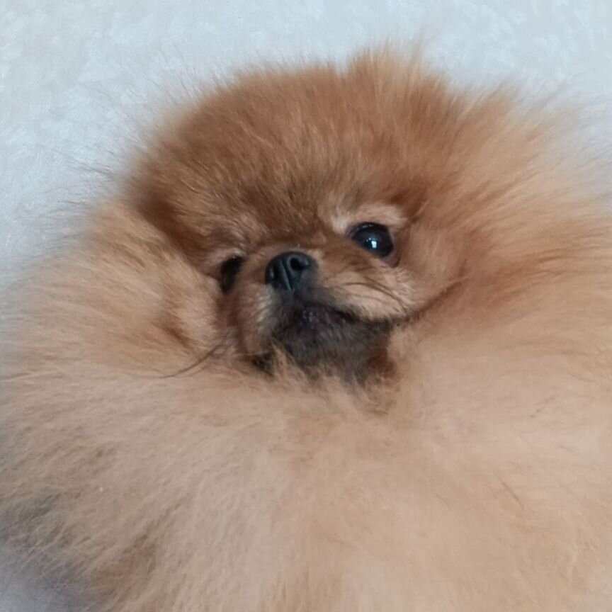 Померанский шпиц, щенок