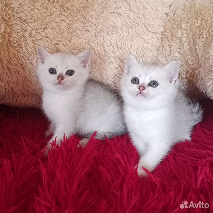 Британская милашки