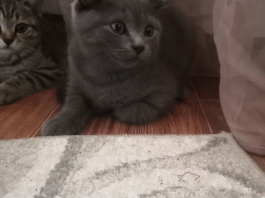 Шотландская вислоухая