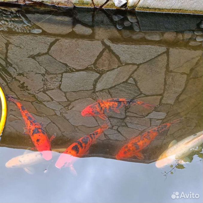 Карп Кои взрослые