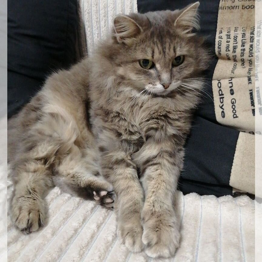 Кошечка Мурка ищет добрую хозяйку