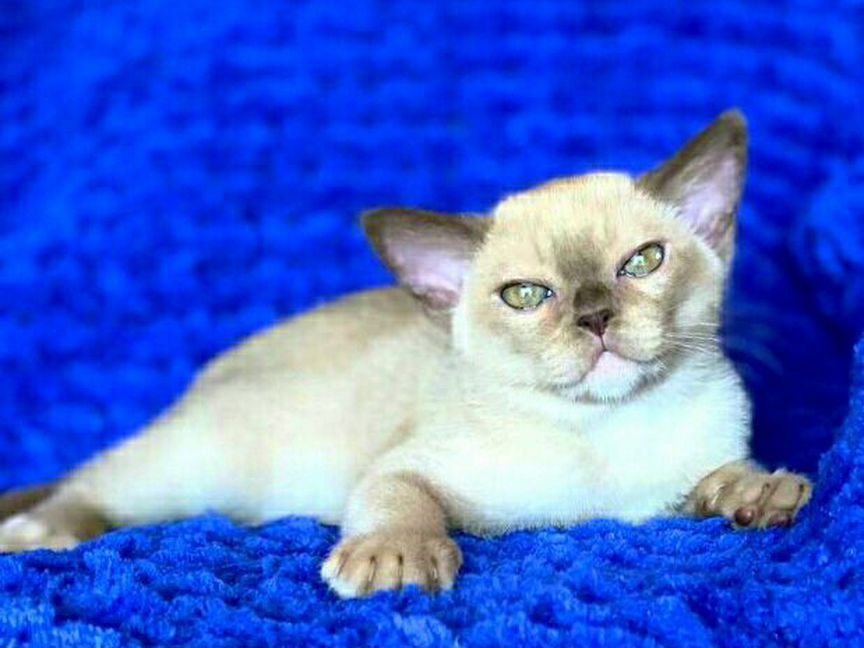 Шоколадные котята