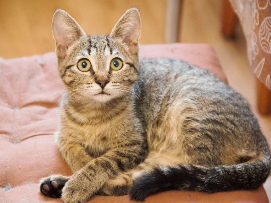 Кошка 3,5 мес