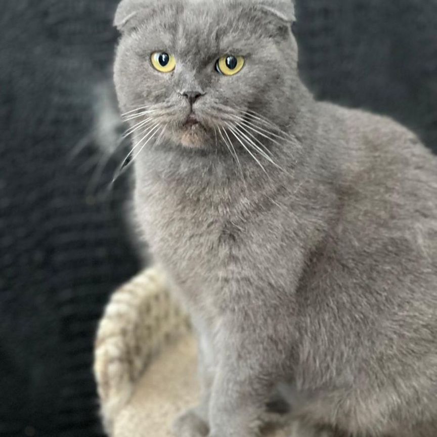 Шотландская кошка в дар