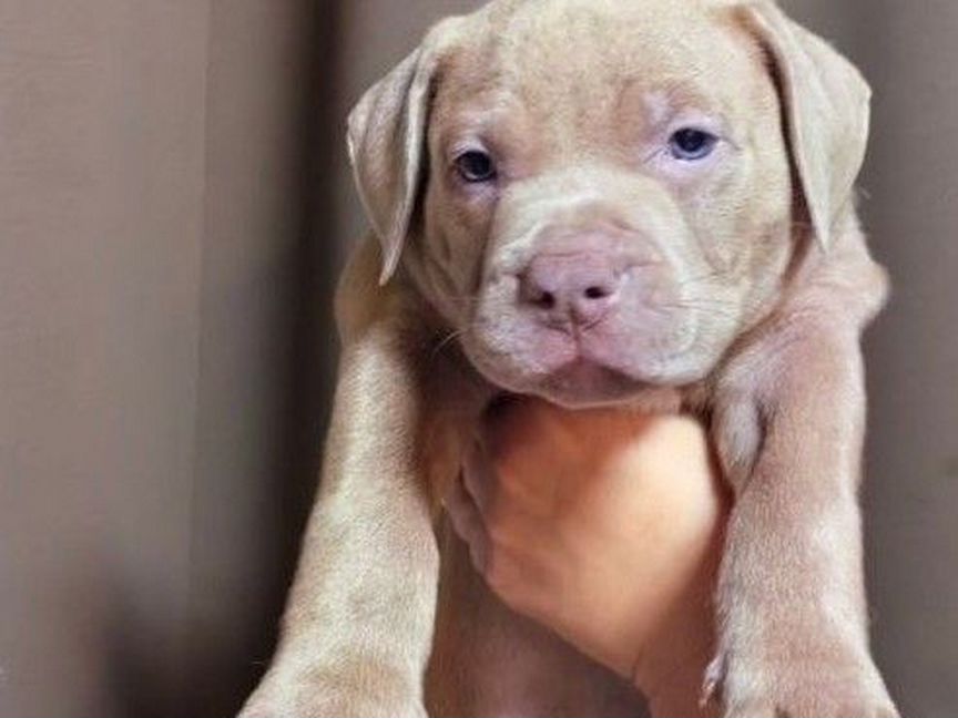 Щенки питбуля