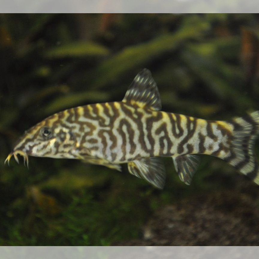 Аквариумные рыбки