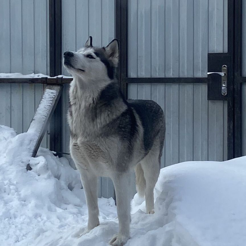 Сибирский хаски, взрослая собака