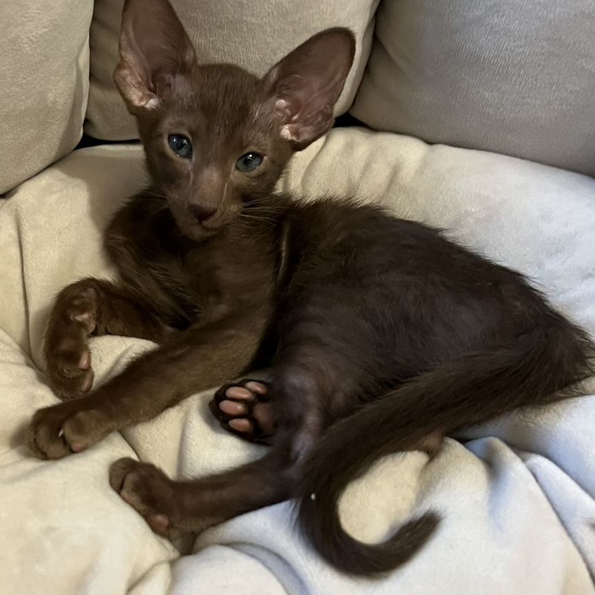 Ориентальный котёнок