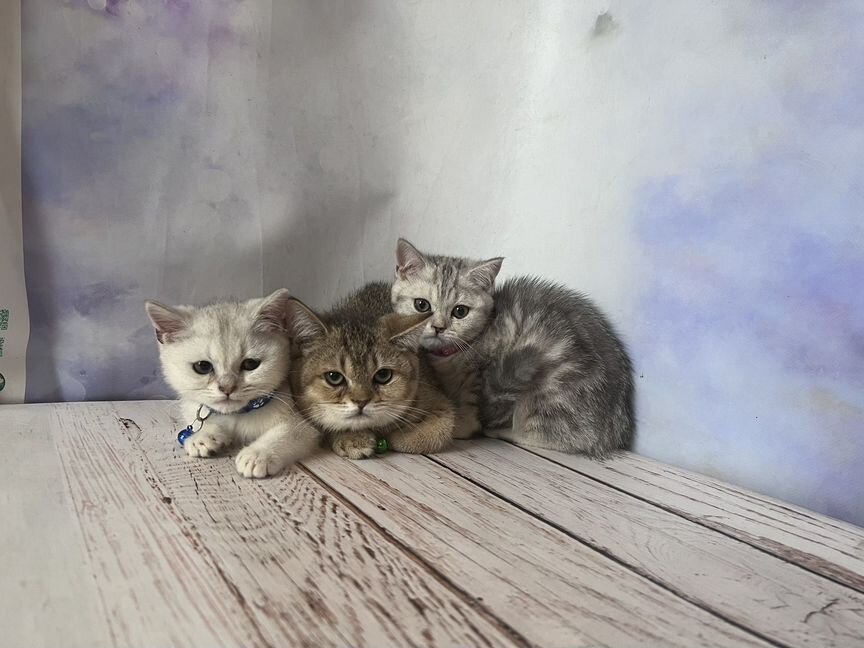 Шотландцы