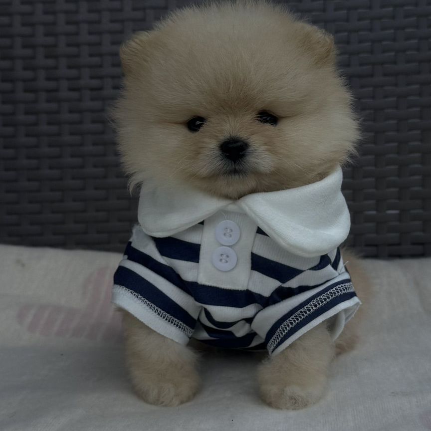 Девочка померанский шпиц (медведь)