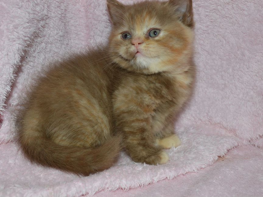 Британские коты/котята