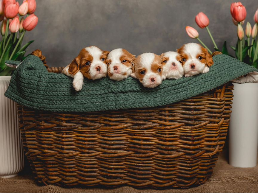 Щенки кавалер кинг чарльз спаниель