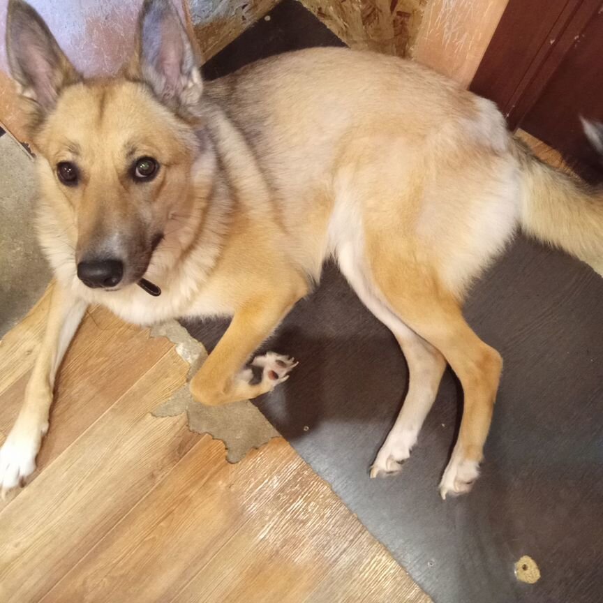 Отдам собаку в добрые руки бесплатно