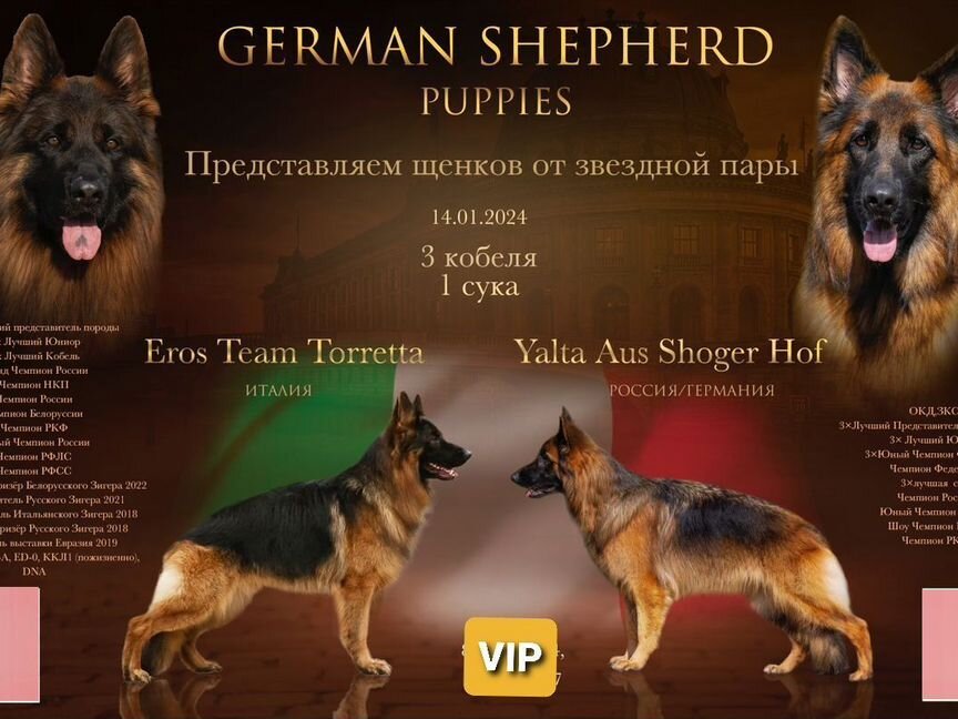 Щенки немецкой овчарки длинношёрстной