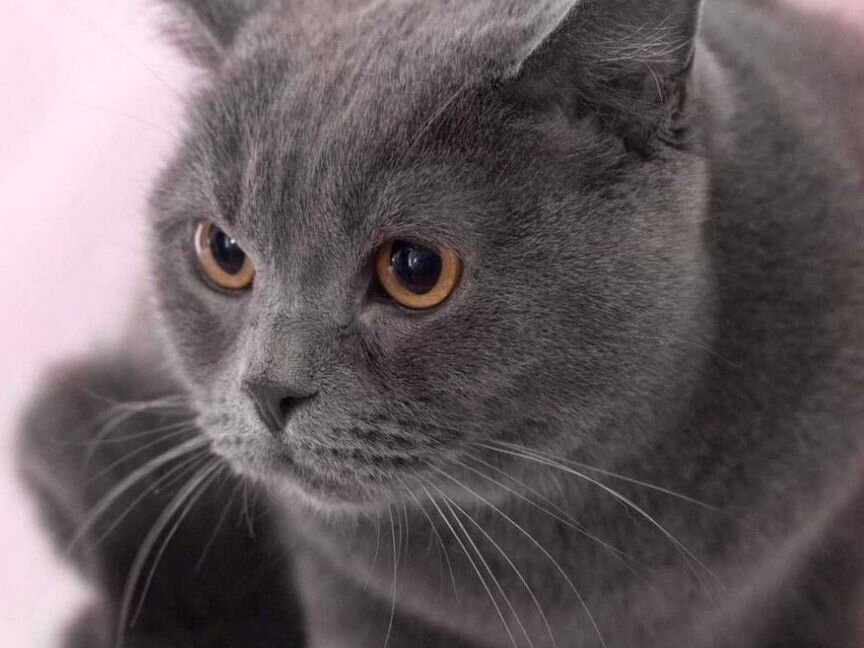 Британские котята