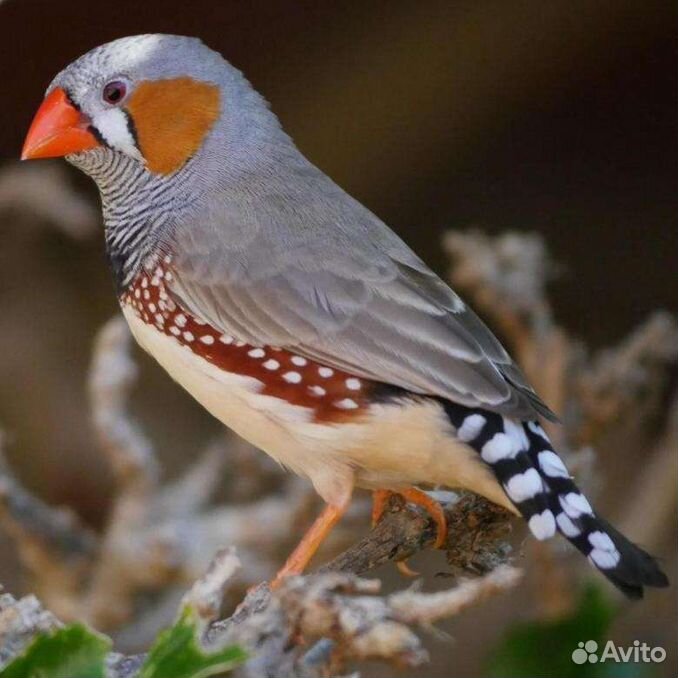 Амадины зебровые (австралийские)