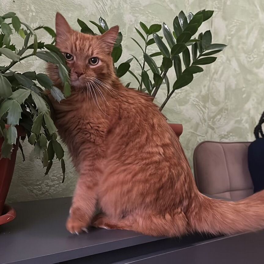 Взрослый кот в добрые руки