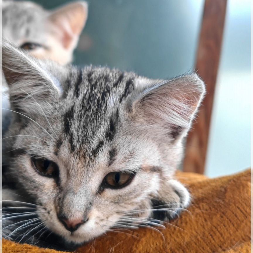 Котенок царапкин в хорошие