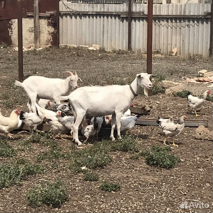 Коза с козлёнком