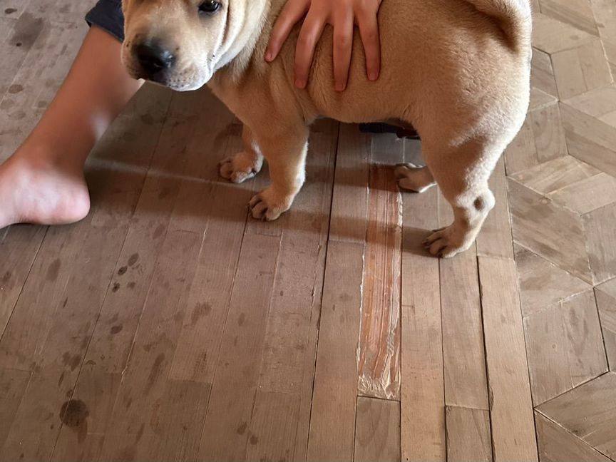 Щенки шарпей