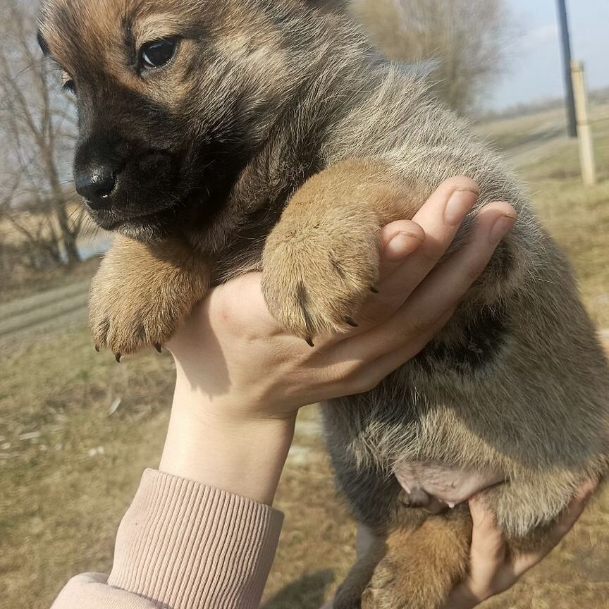 Отдам бесплатно щенка