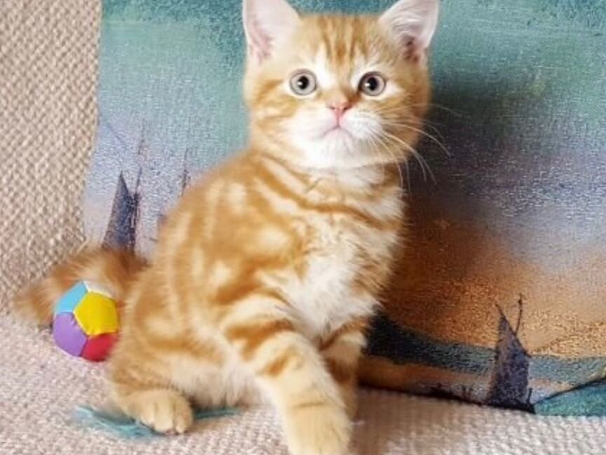 Котята