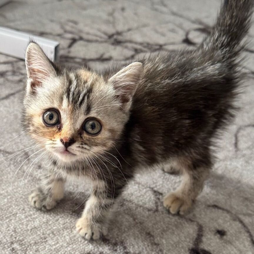 Шотланский котенок