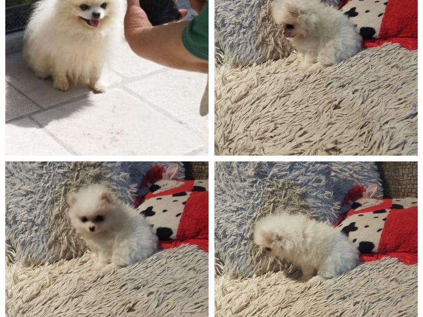 С Р О Ч Н О Шпиц мальчик и девочка белые