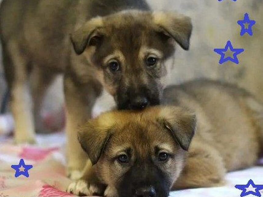 Два рыжих щенка в дар