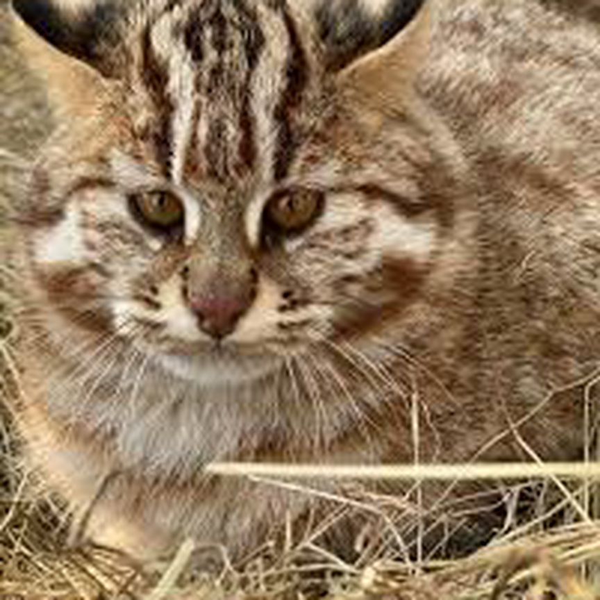 Косой задолбал сбегать из дома