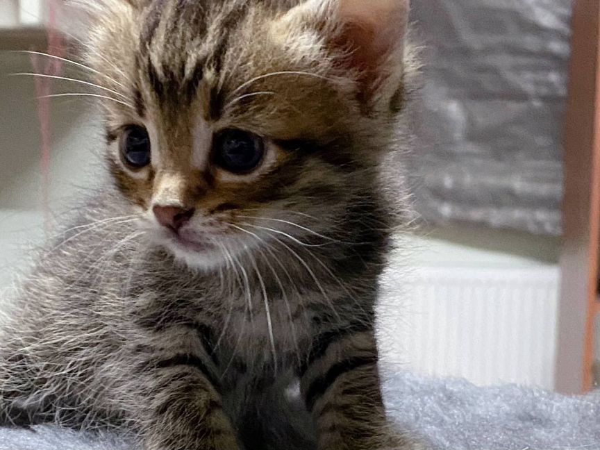 Котята в добрые руки 1 месяц