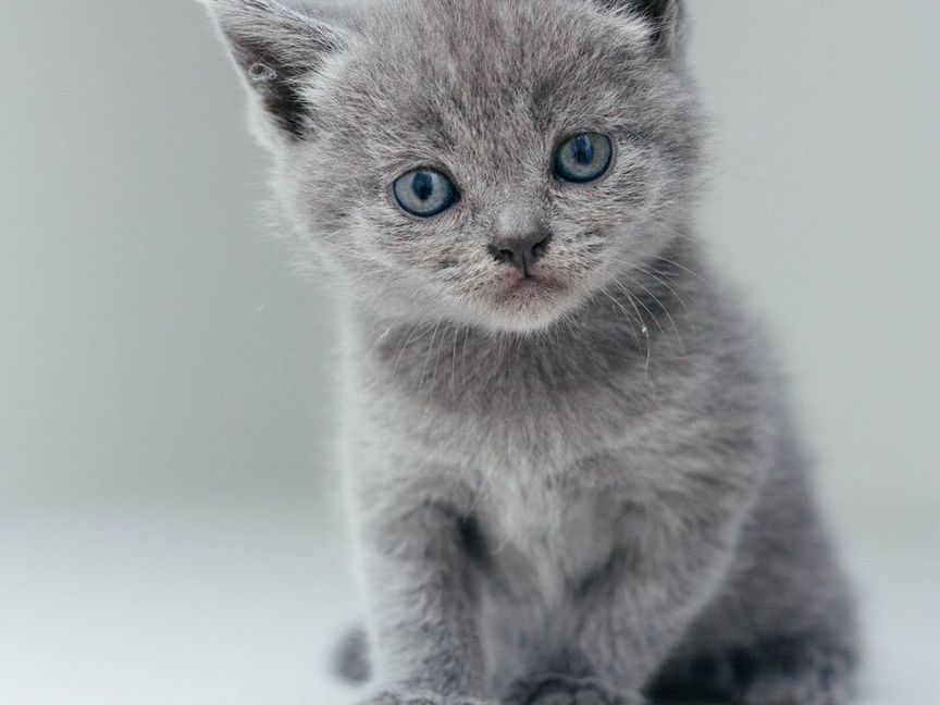 Шотландские котята