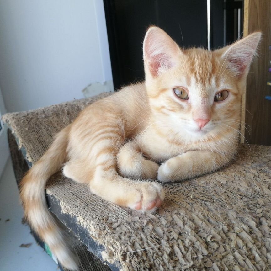 Котенок в добрые руки