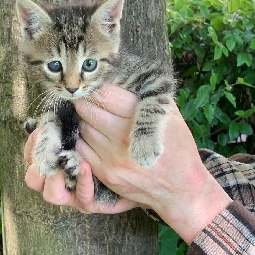 Котёнок в добрые руки