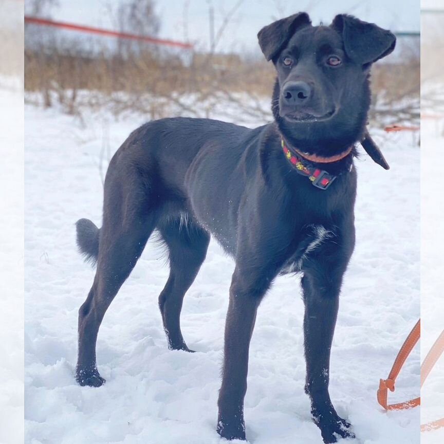 Ищет дом Альба