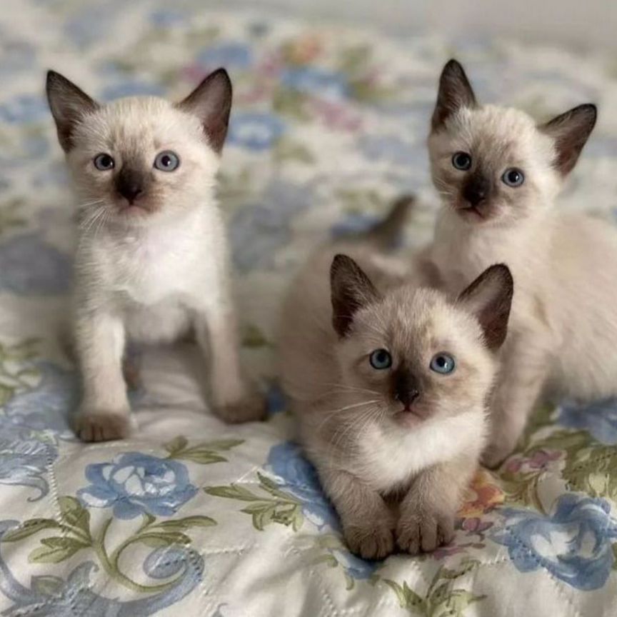 Тайские Котята