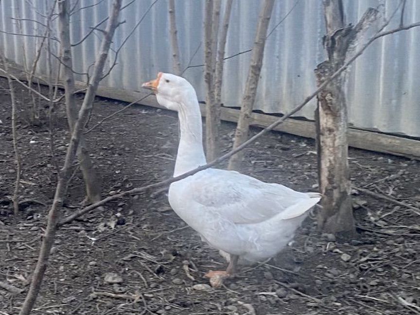 Холмогорские гуси