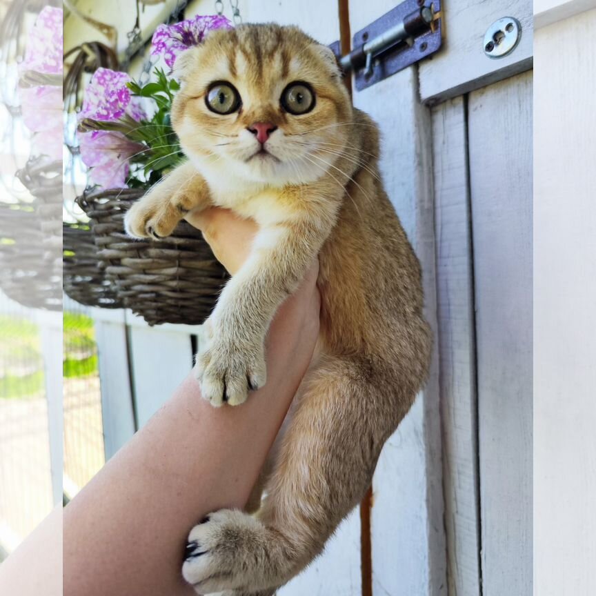 Шотландская золотая шиншилла