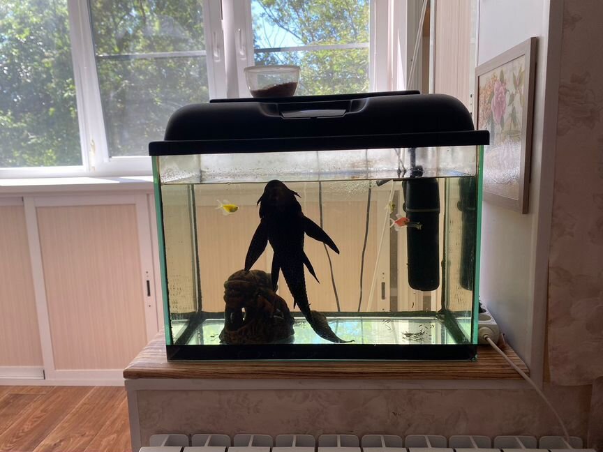 Террариум с рыбками