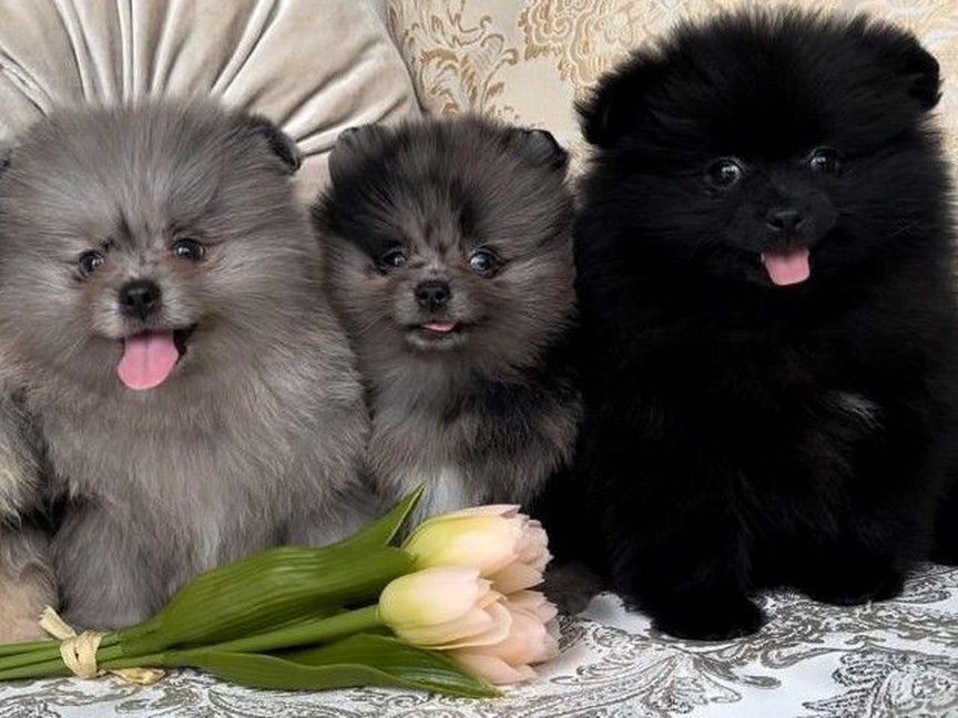 Померанский шпиц