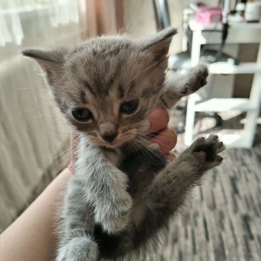 Британские котята бесплатно