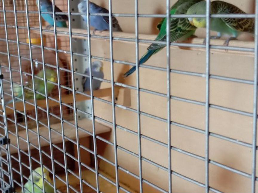 Птенцы волнистый попугай