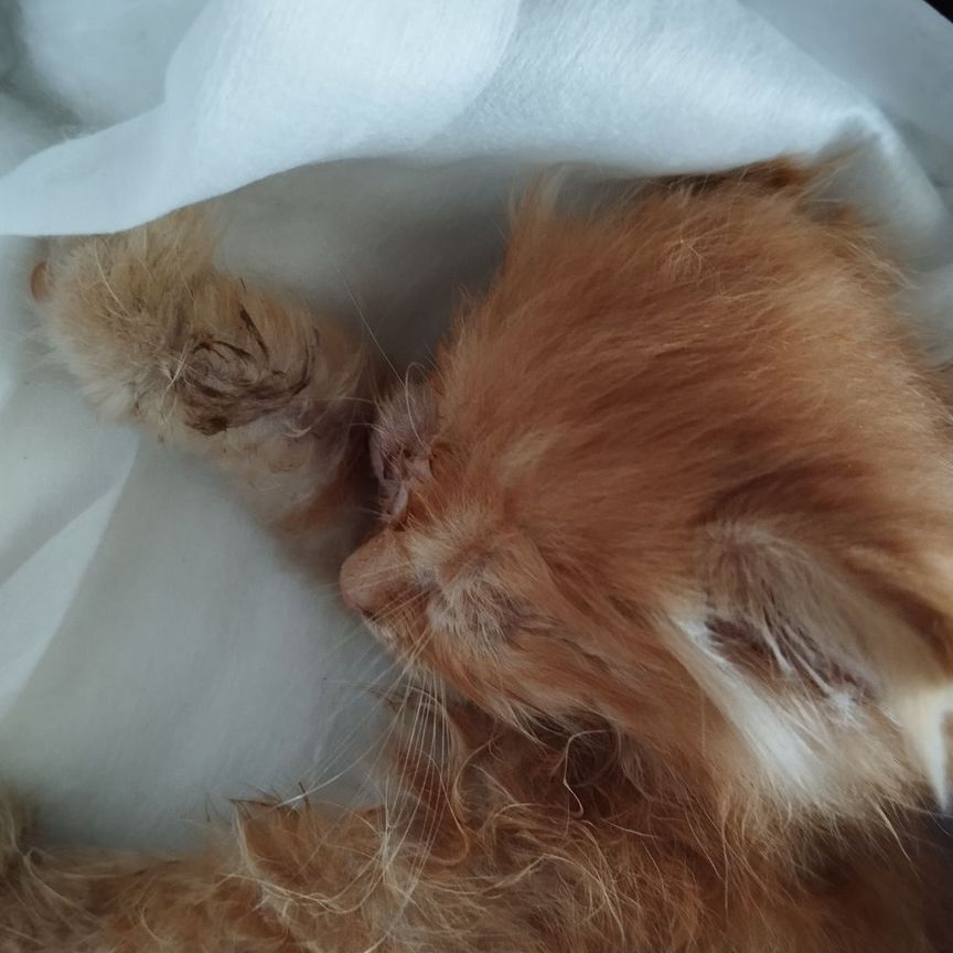 Маленький котёнок в очень добрые руки