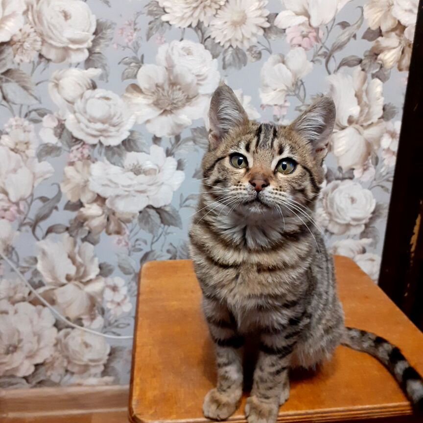 Кошечки в добрые руки