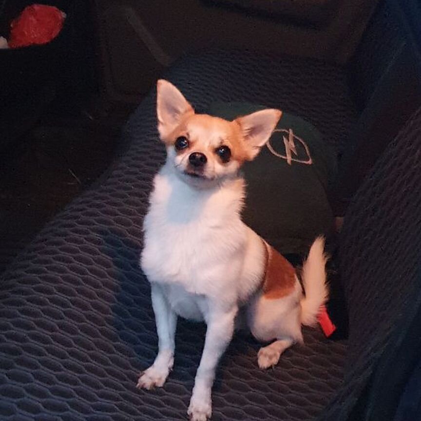 Йоркширский терьер, взрослый пёс