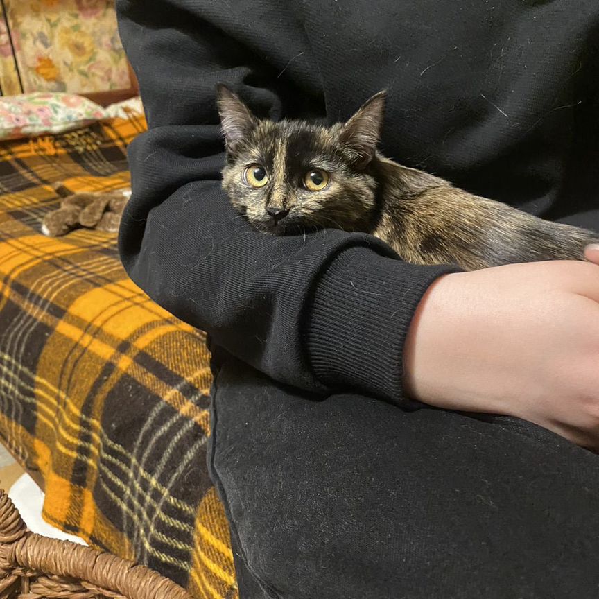 Котенок сладкий