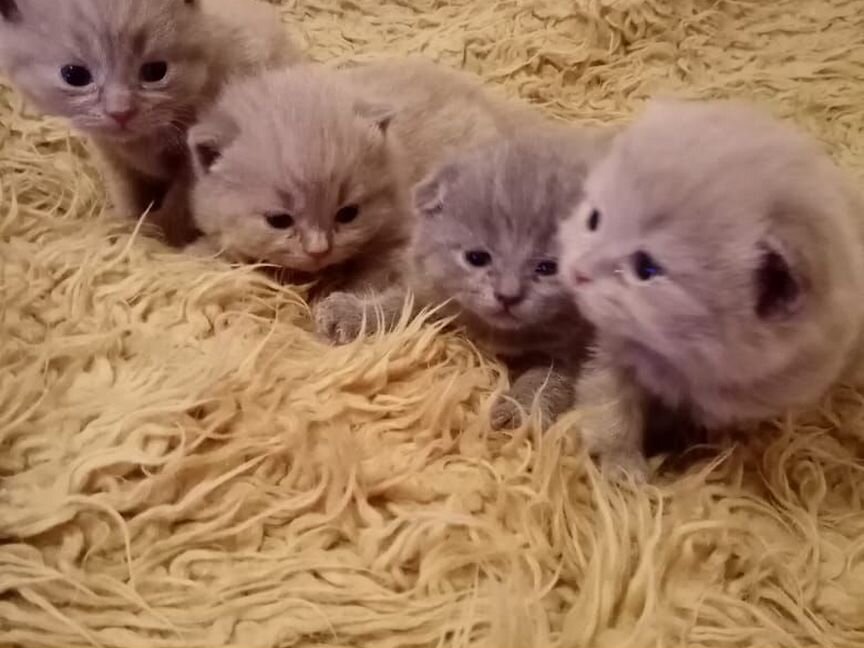 Котята британские Родники