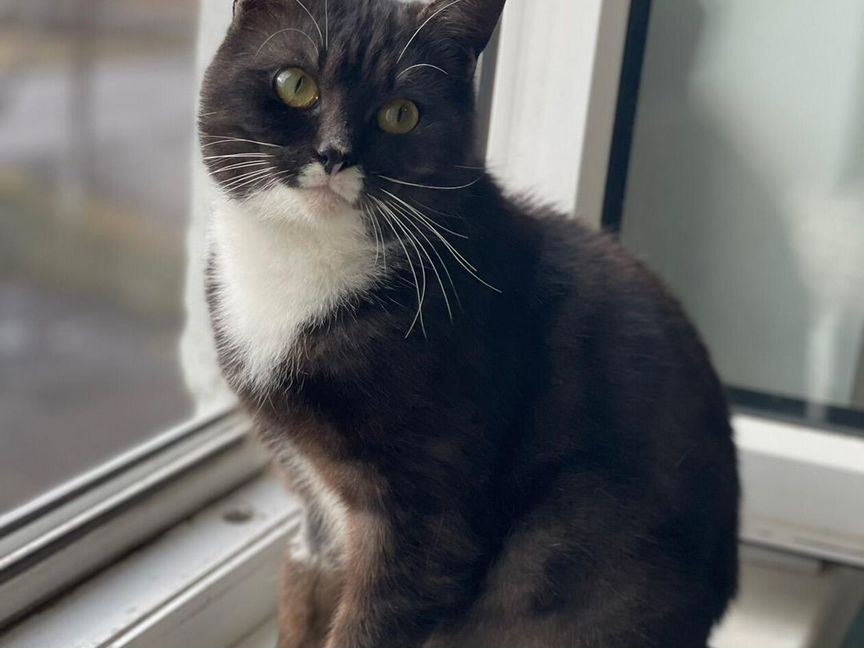 Котик Маркиз в добрые руки