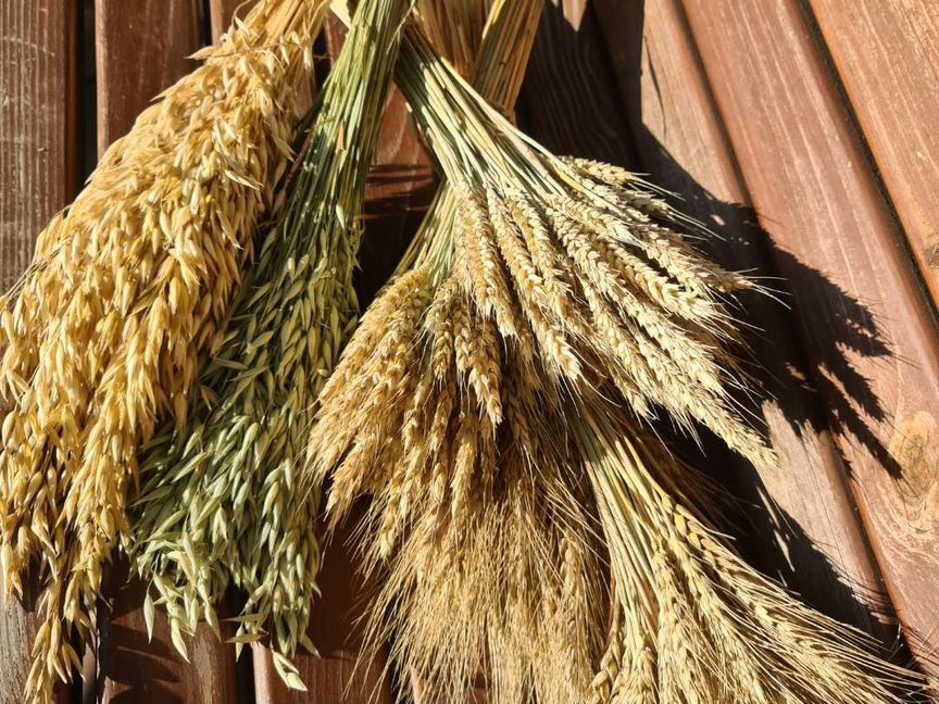 Пшеница овес лен сухоцвет