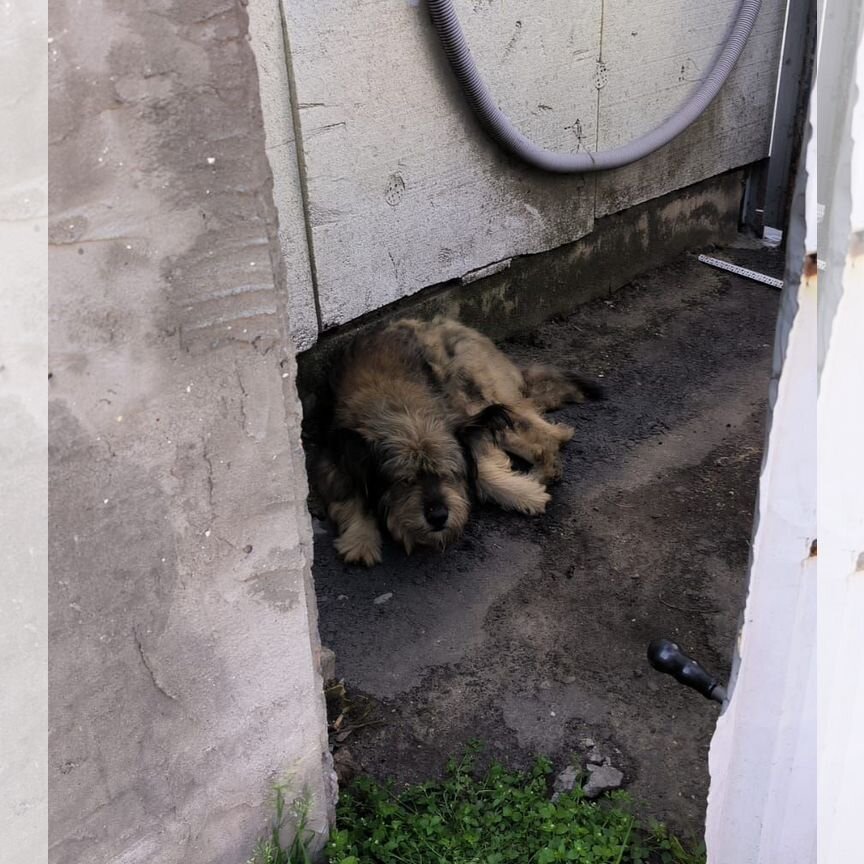 Мухи сжирали заживо